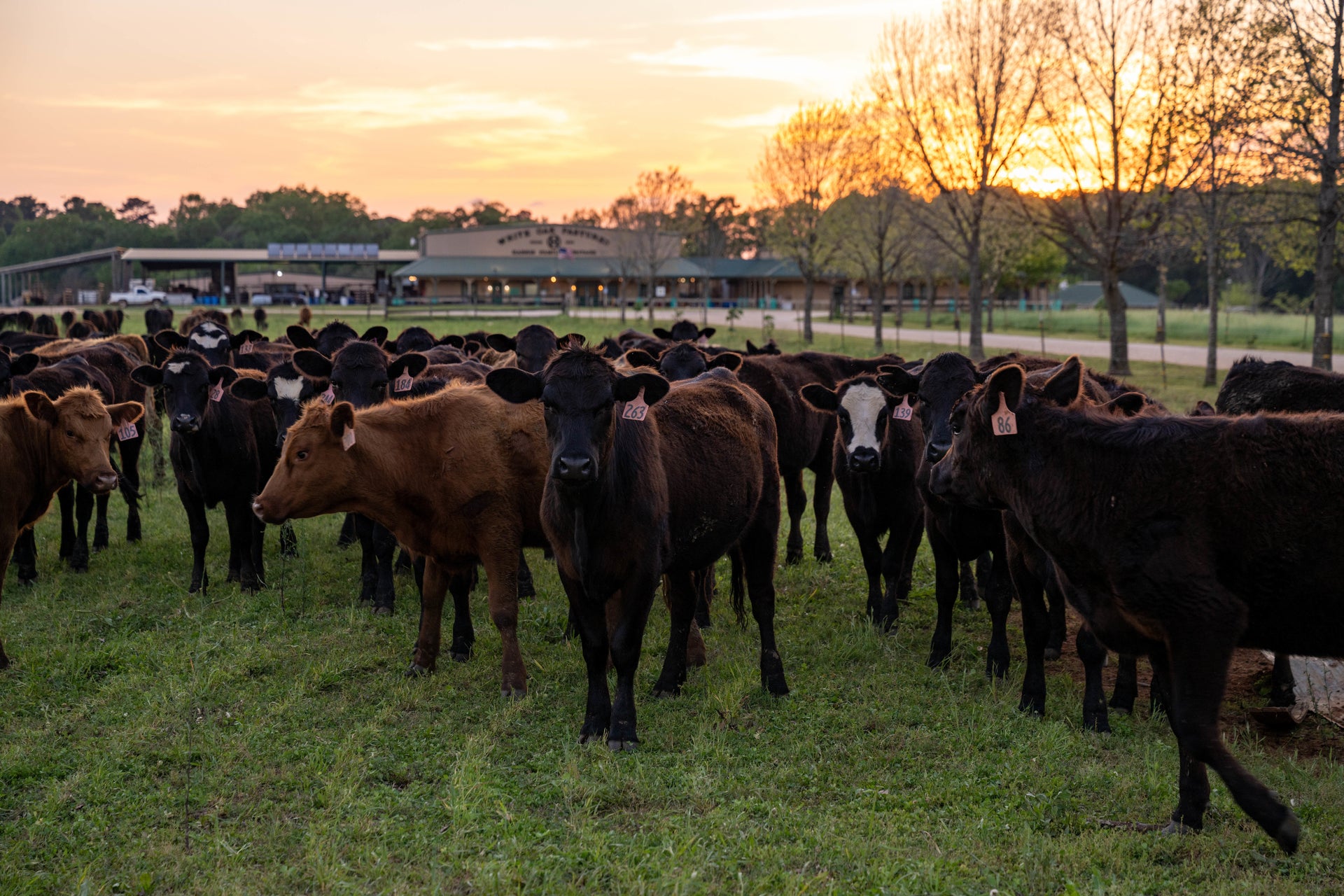 White Oak Pastures Since 1866, Grassfed Beef and Pastured Poultry