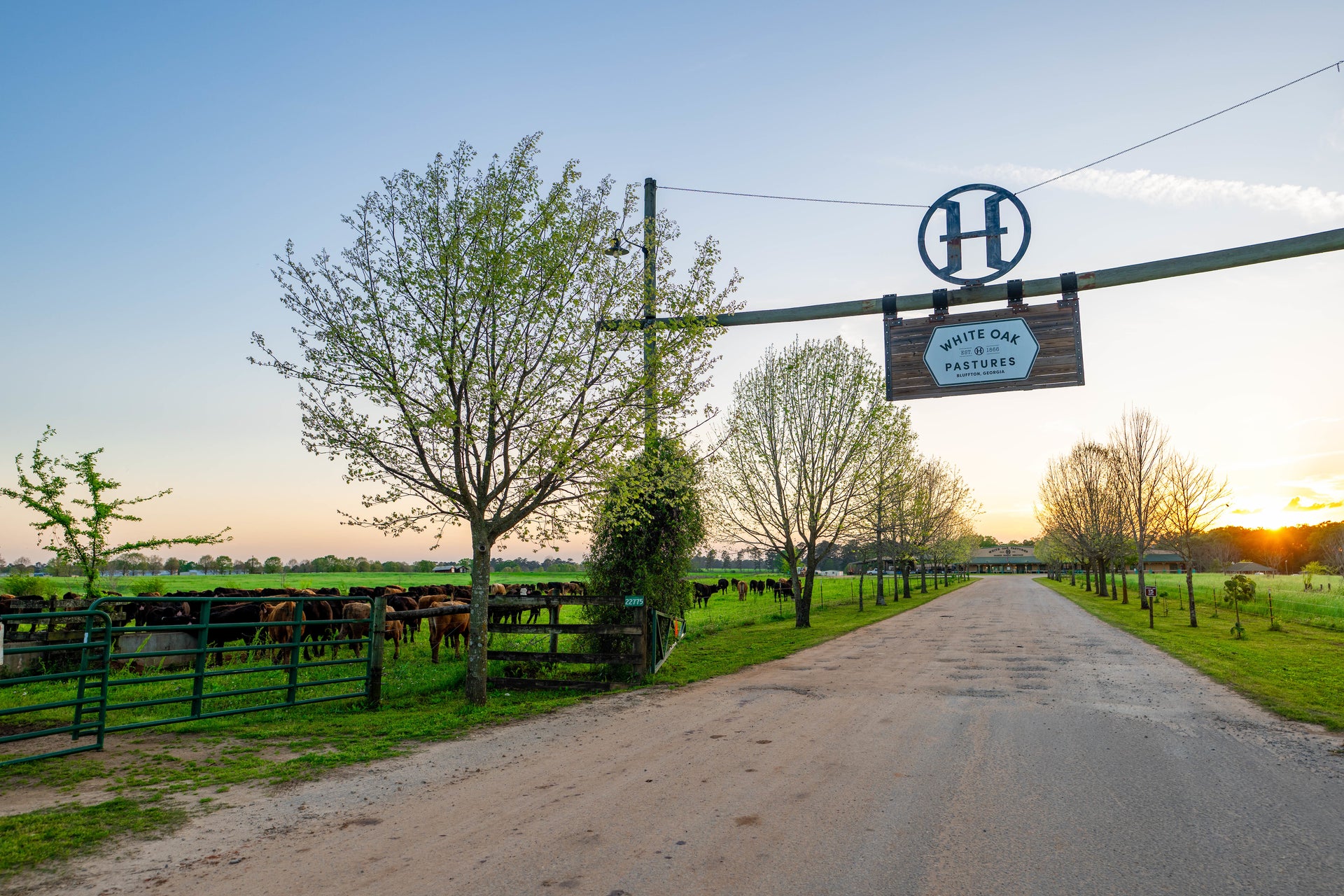 Angel – White Oak Pastures