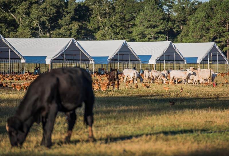White Oak Pastures Since 1866, Grassfed Beef and Pastured Poultry