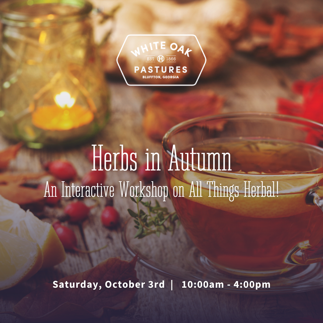 Herbs in Autumn – White Oak Pastures