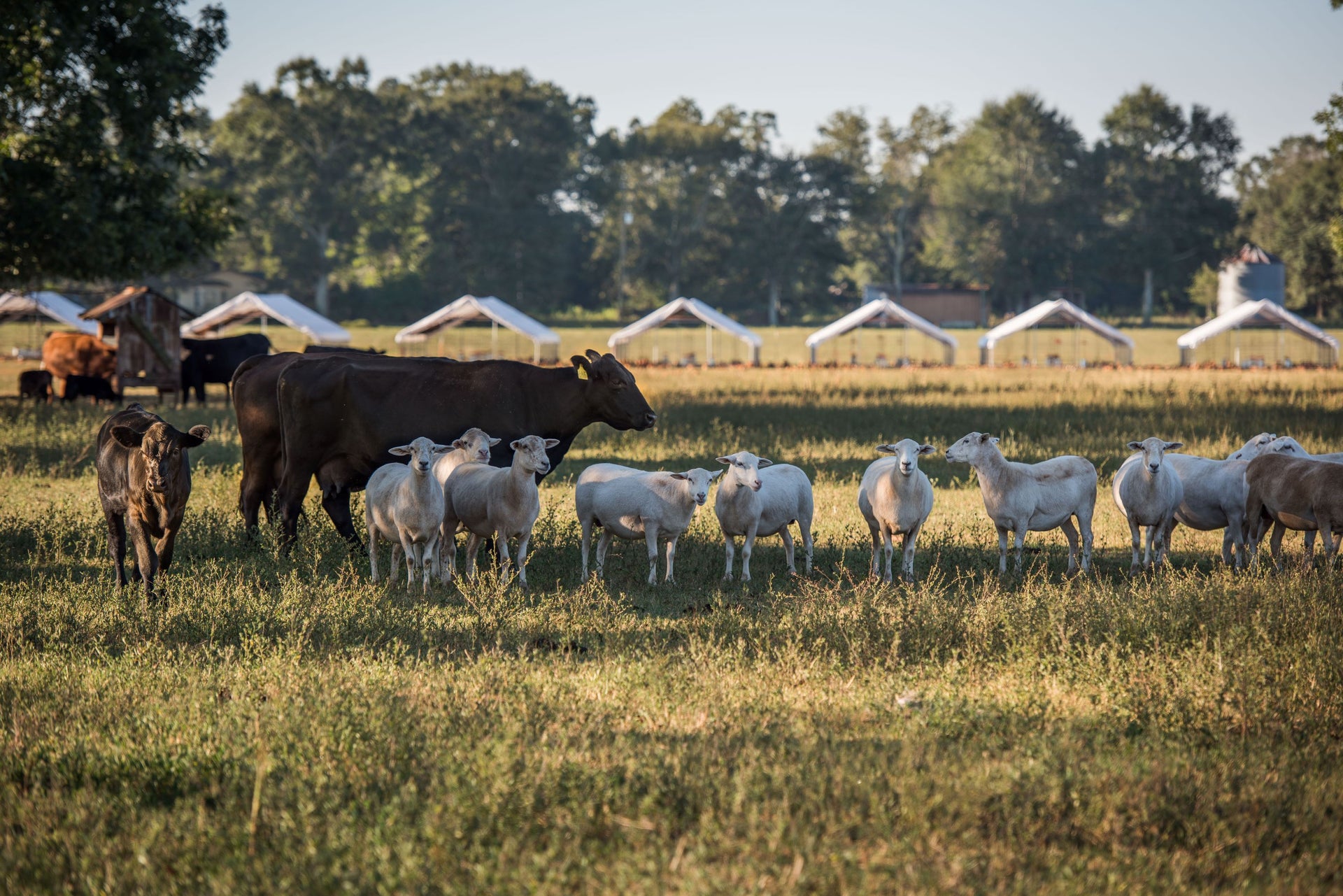 White Oak Pastures Since 1866, Grassfed Beef and Pastured Poultry